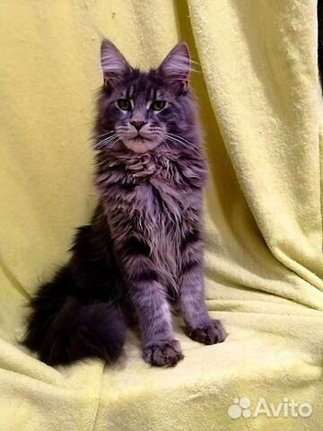 Котик мейн кун Джек