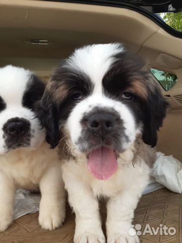 Продаются щеночки сенбернара