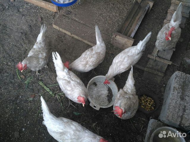 Куры несушки порода леггорн 9 месяцев