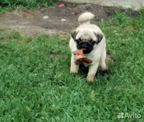 Сладкая парочка