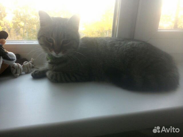 Отдам Кошечку