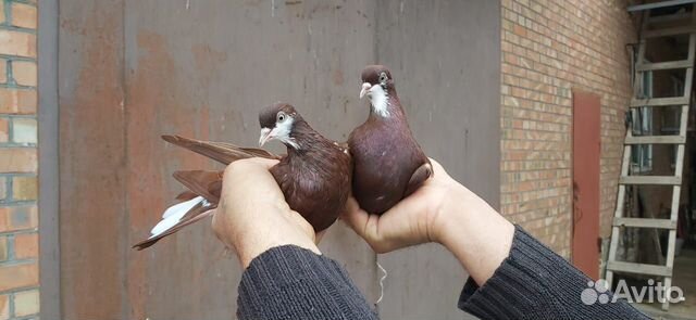 Краснодарские голуби