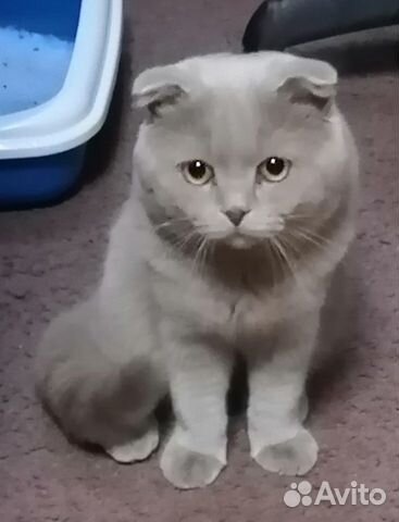 Вязка С котом