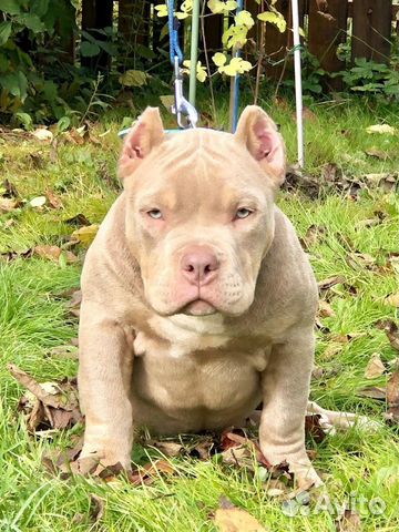 Американский булли American Bully