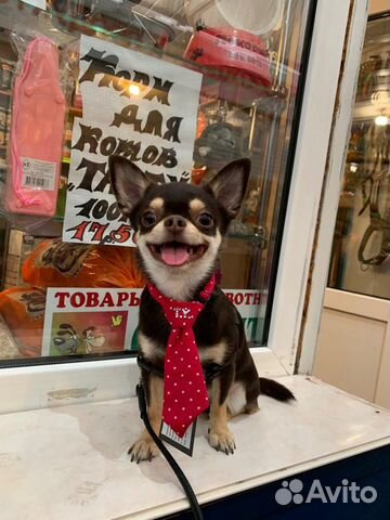 Ищем невесту