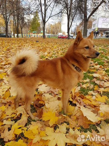 Пропала собака