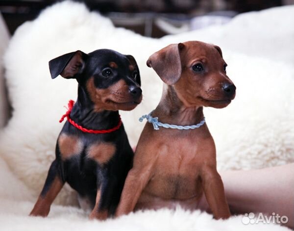 Щенки цвергпинчера, рыжие и черно-подпалые