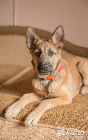 Ушастое рыжее счастье в поисках дома