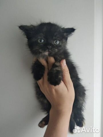Необычный котенок