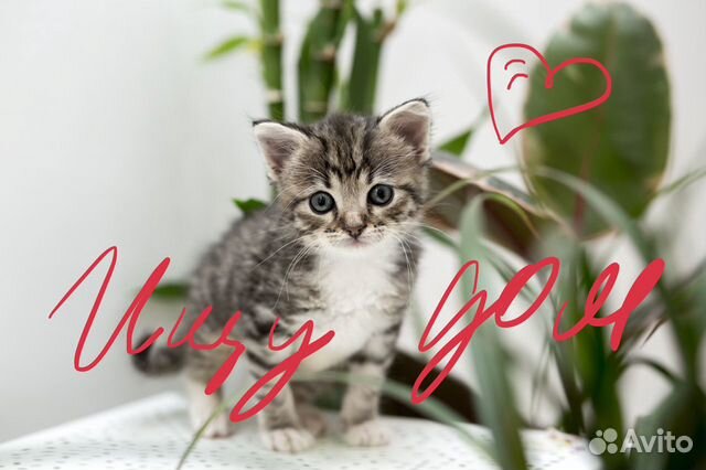 Детёныш семейства кошачьих (2 мес)