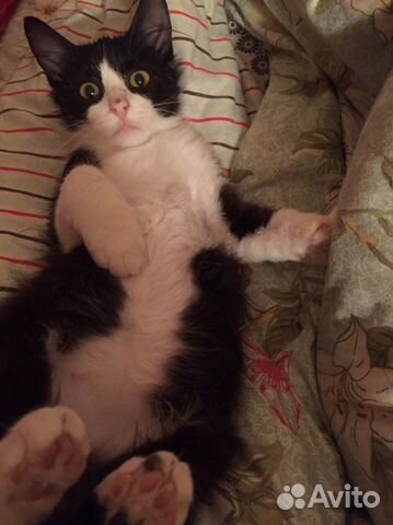 Котята иньяньки ишут дом