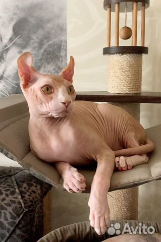 Канадский сфинкс, Эльф