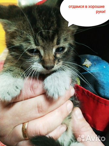Отдам котят в хорошие руки
