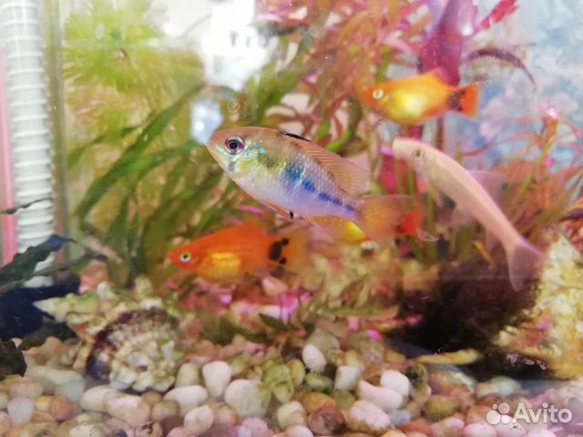 Рыбки апистограмма рамирези