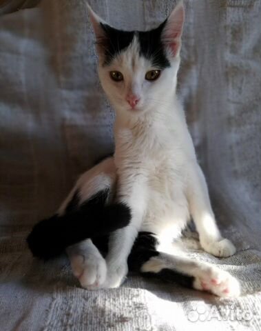 Котенок