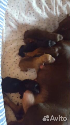 Такса, собака