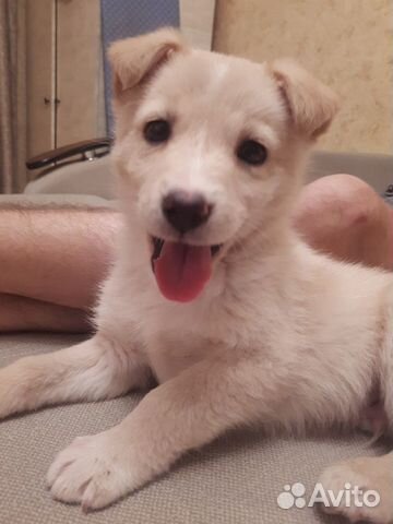 Крупный щенок мальчик