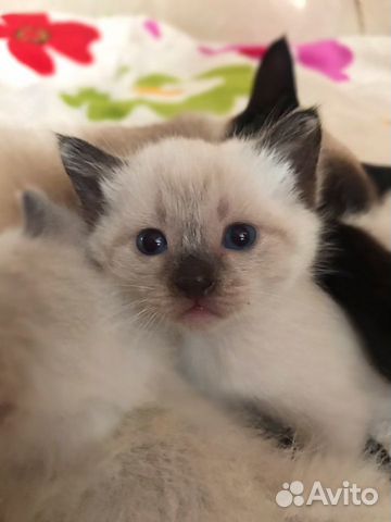 Тайские котята