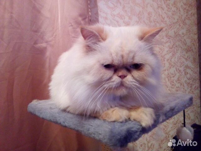 Вязка персидской кошки