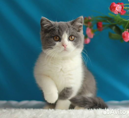 Британский котик Голубой биколор