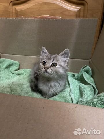 Котёнок около 1 месяца, девочка очень ласковая, ру
