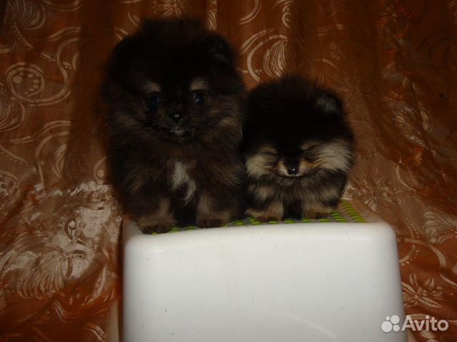 Продаются щенки помиранского шпитца