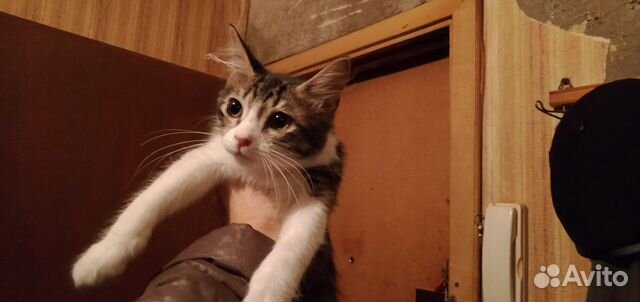 Домашние котята 3 мес