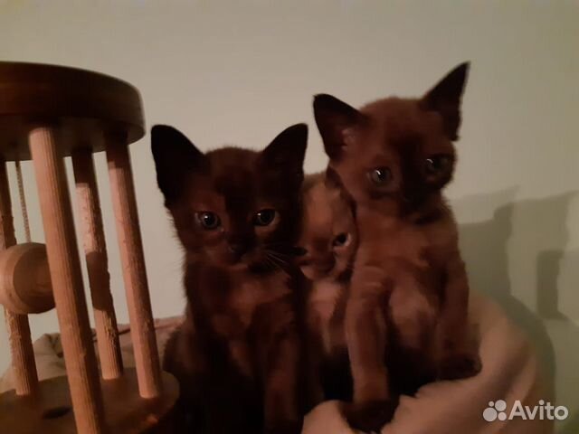 Продаются котята Бурмы, мальчики, Соболя