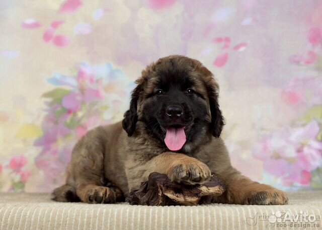 Щенок леонбергера