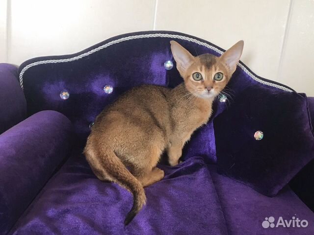 Абиссинский котик Абрикос