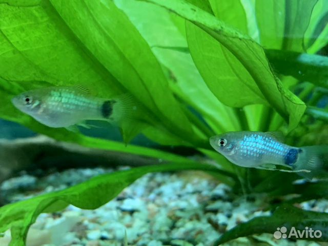 Пеццилия голубая Микки - Маус, Анцитрус Вуаль, меч