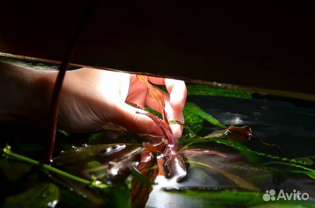 Редкие эхинодорусы