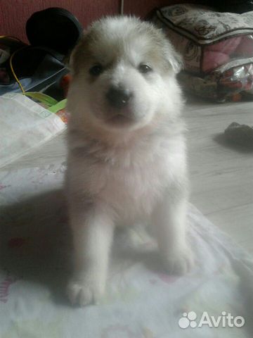 Щенок маламута