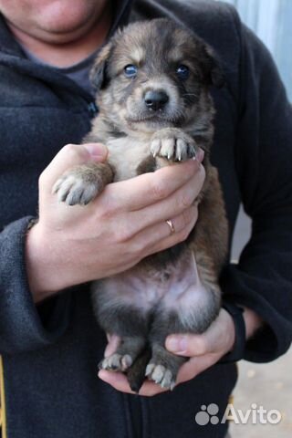 Щенок (мальчик. 1 месяц) в дар, в добрые руки