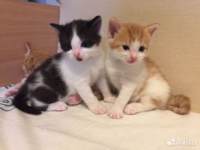 Отдаем прекрасных домашних котят