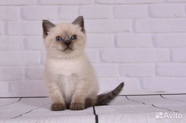 Скотиш страйт кошечка