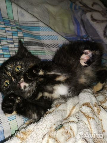 Отдам катенка