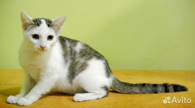 Василий ищет дом