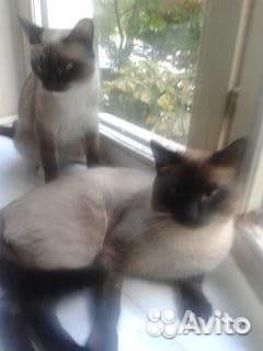 Новогодние котятки, сиамских родителей 1,5 мес