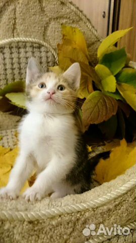 Трехцветное счастье в семью, 2 месяца