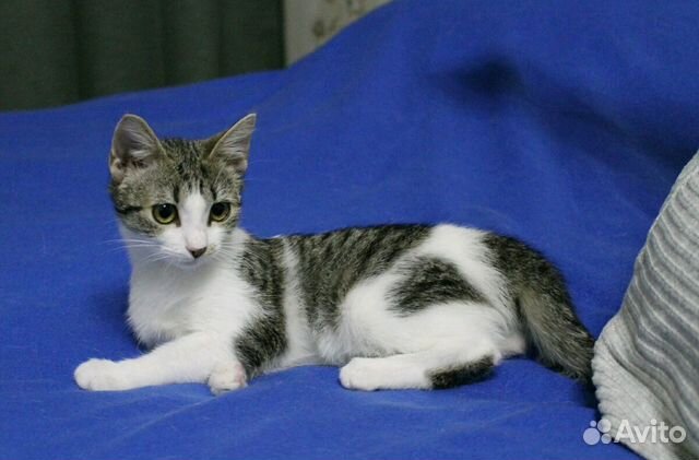 Котенок Софи в добрые руки