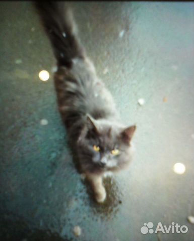 Котик в добрые руки