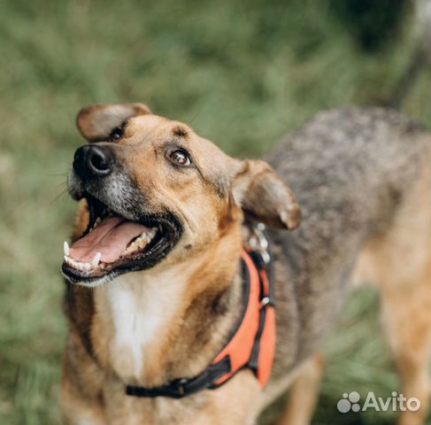 Бетти молодая собака девочка ищет дом бесплатно