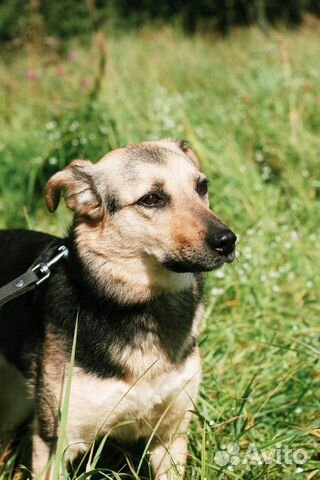 Скромная собака Сонечка в добрые руки