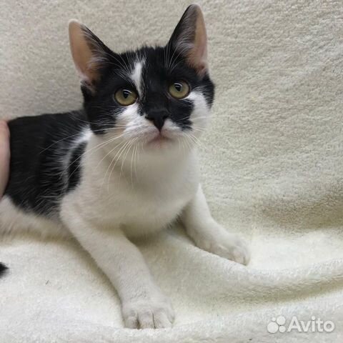«Степашка» котик, 5 месяцев