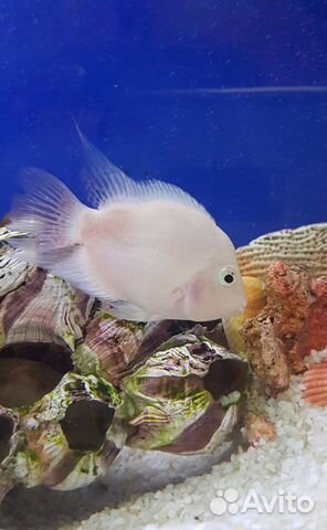 Цихлазома альбинос цихлиды