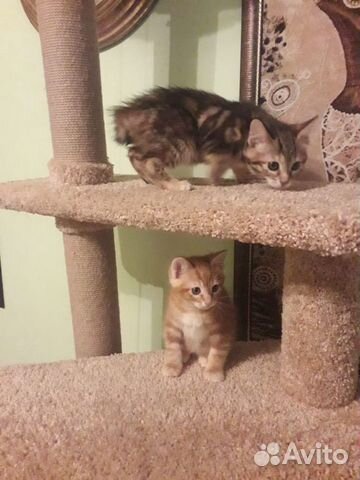 Котята курильского бобтейла