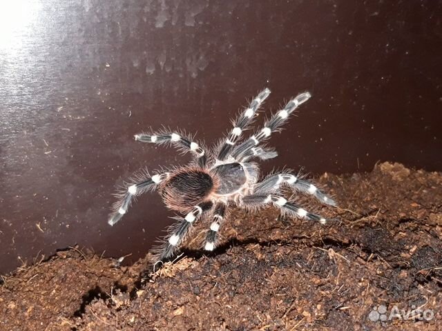 Аcanthoscurria geniculata (паук-птицеед)