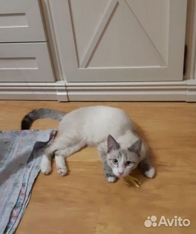 Котятам подросткам нужен дом