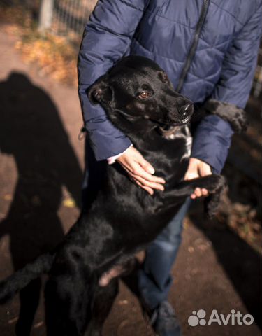 Уголек, 3 года, бесплатно